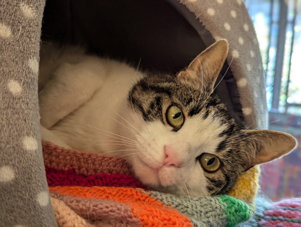 Adopt don’t shop: Meet the cats who need homes in East Sussex - Your ...